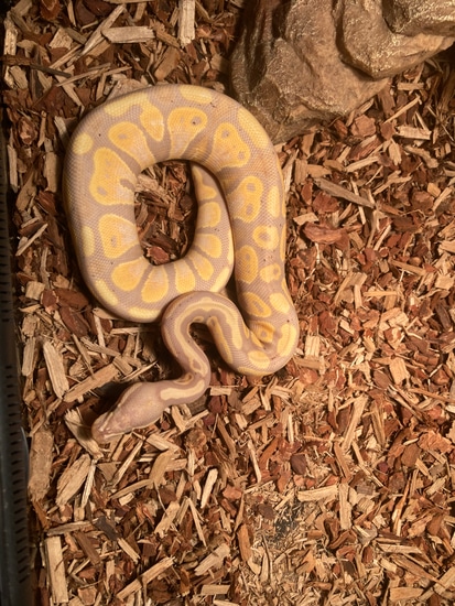Banana Ball Python by Blackwater reptiles