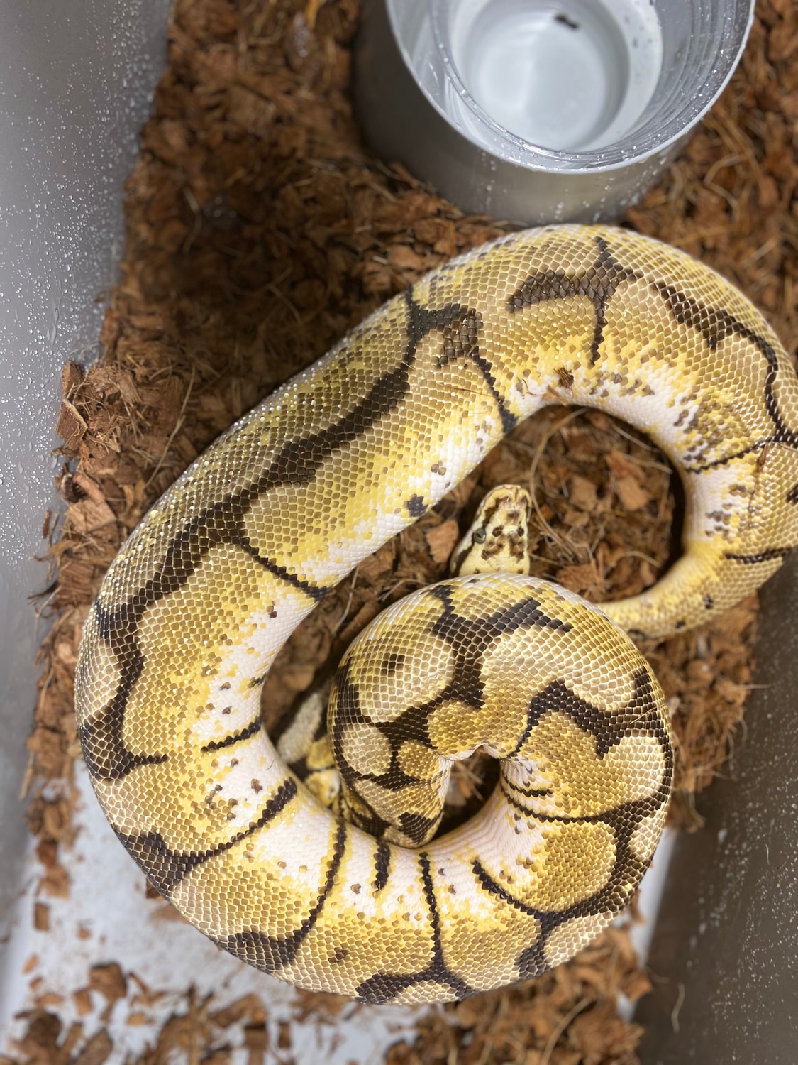 0.1 2017 Bumblebee Ball Python by JBRoyals - MorphMarket