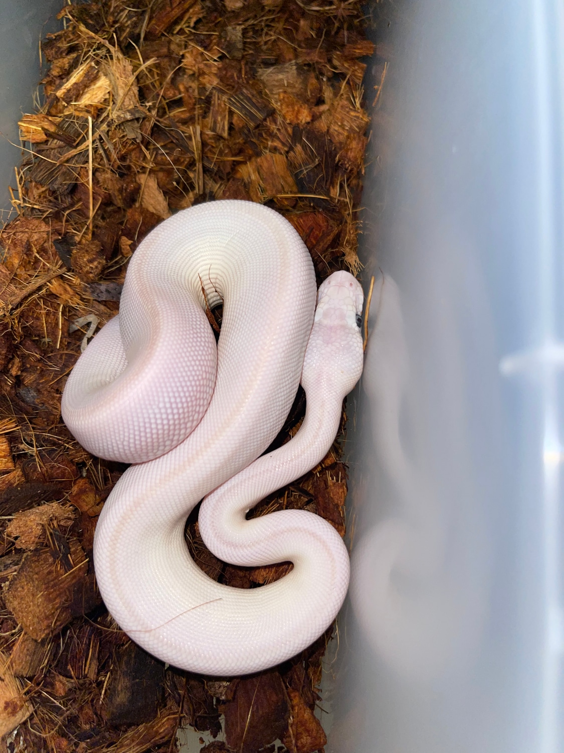 Bel..mojave Lesser Ball Python by JBRoyals - MorphMarket