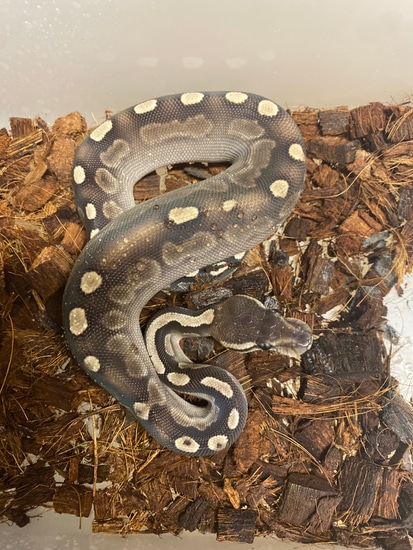 Ghi Chocolate Russo Ball Python by JBRoyals