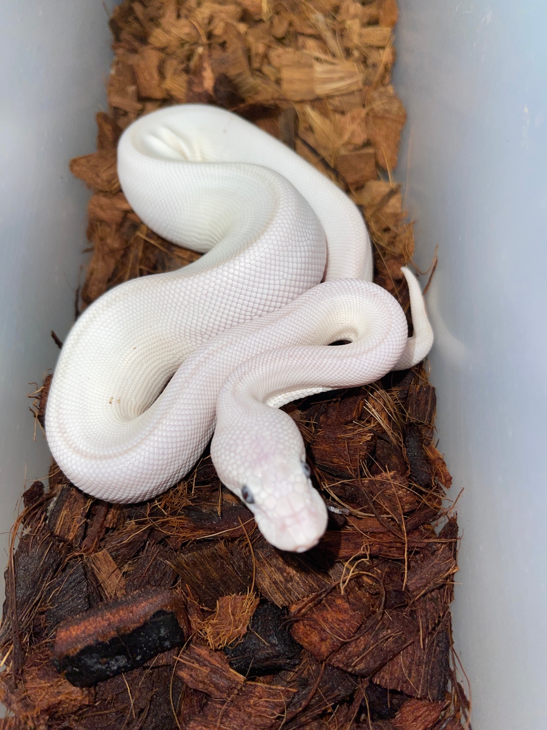 BEL Ball Python by JBRoyals - MorphMarket