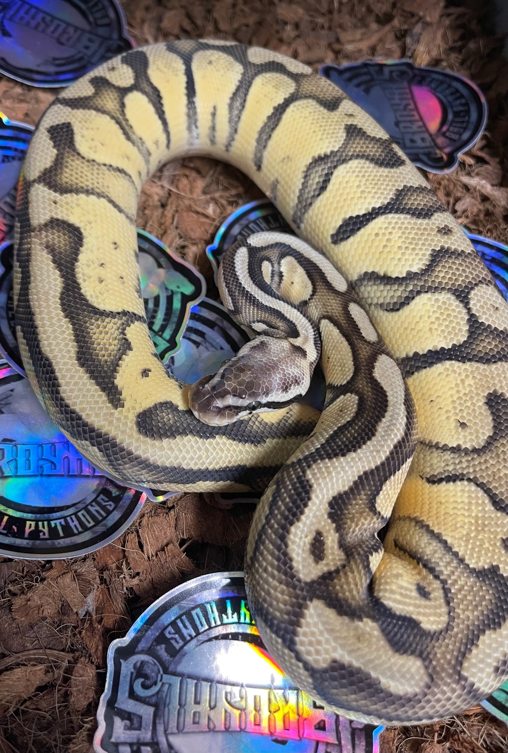 Superpastel Ball Python by JBRoyals - MorphMarket