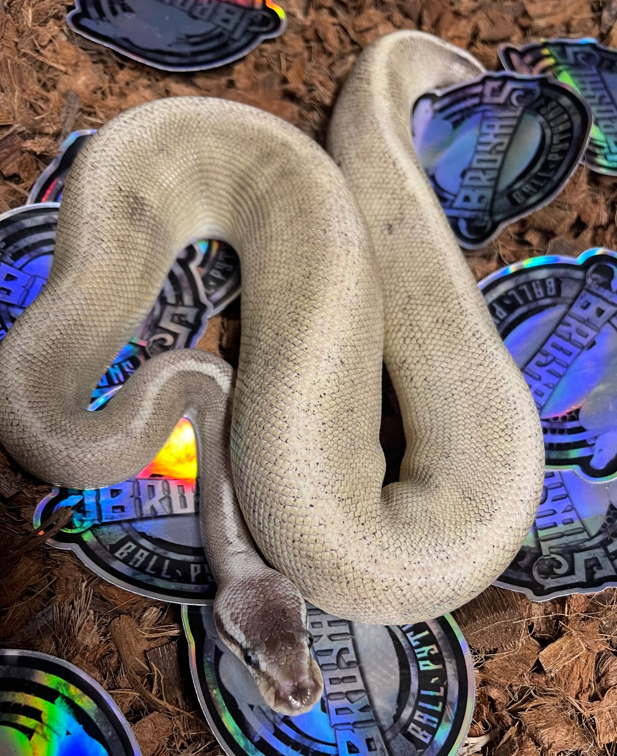 Pewter Ghi Phantom Ball Python by JBRoyals - MorphMarket
