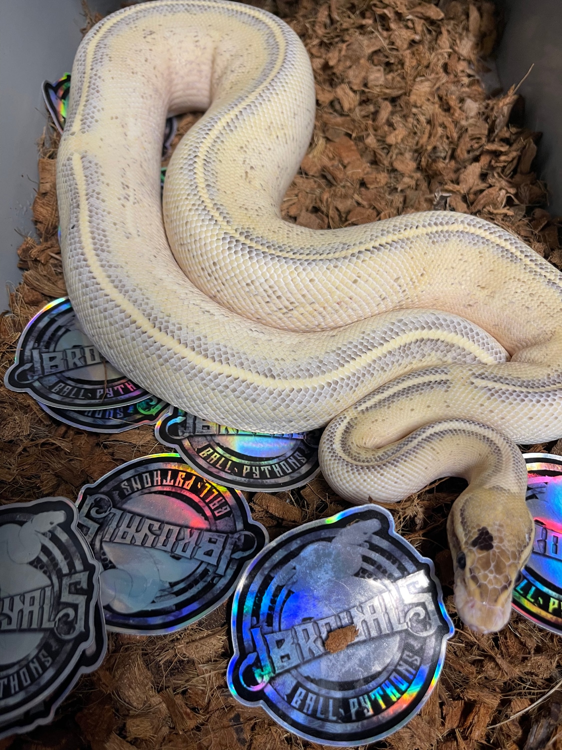 Highway Rtb Virgin Ball Python by JBRoyals - MorphMarket