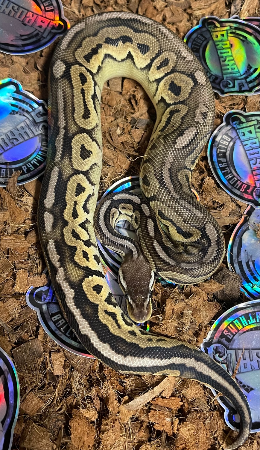 PEWTER Ball Python by JBRoyals - MorphMarket