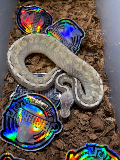 Pewter Ghi Russo Ball Python by JBRoyals