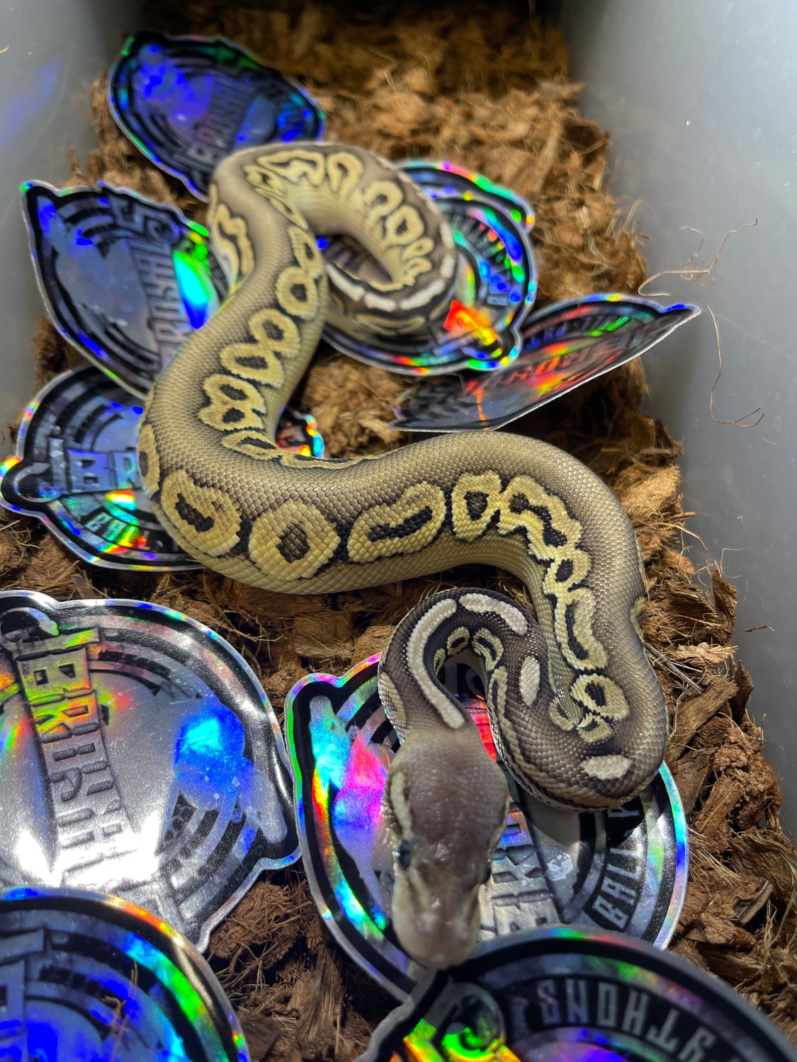 Pewter #2 Ball Python by JBRoyals - MorphMarket