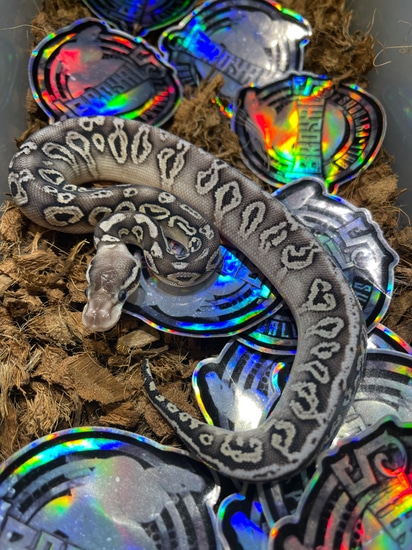 BLACK PEWTER PHANTOM 100% Het Clown Ball Python by JBRoyals