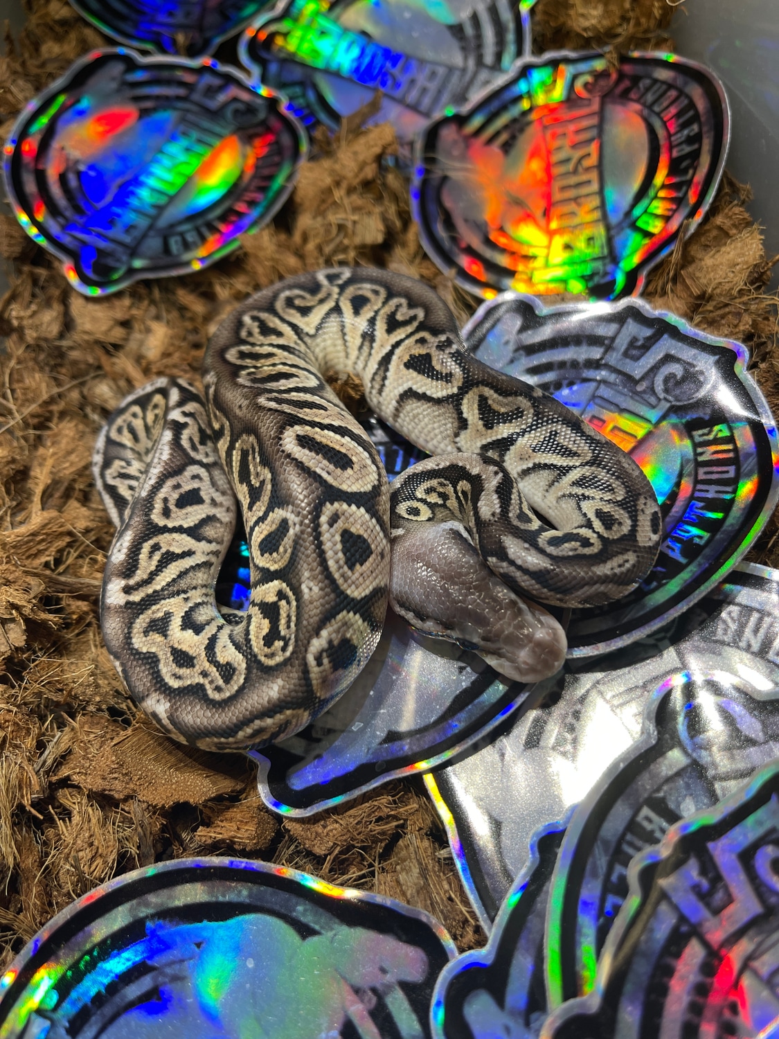 BLACK PEWTER 100%het Clown Ball Python by JBRoyals - MorphMarket