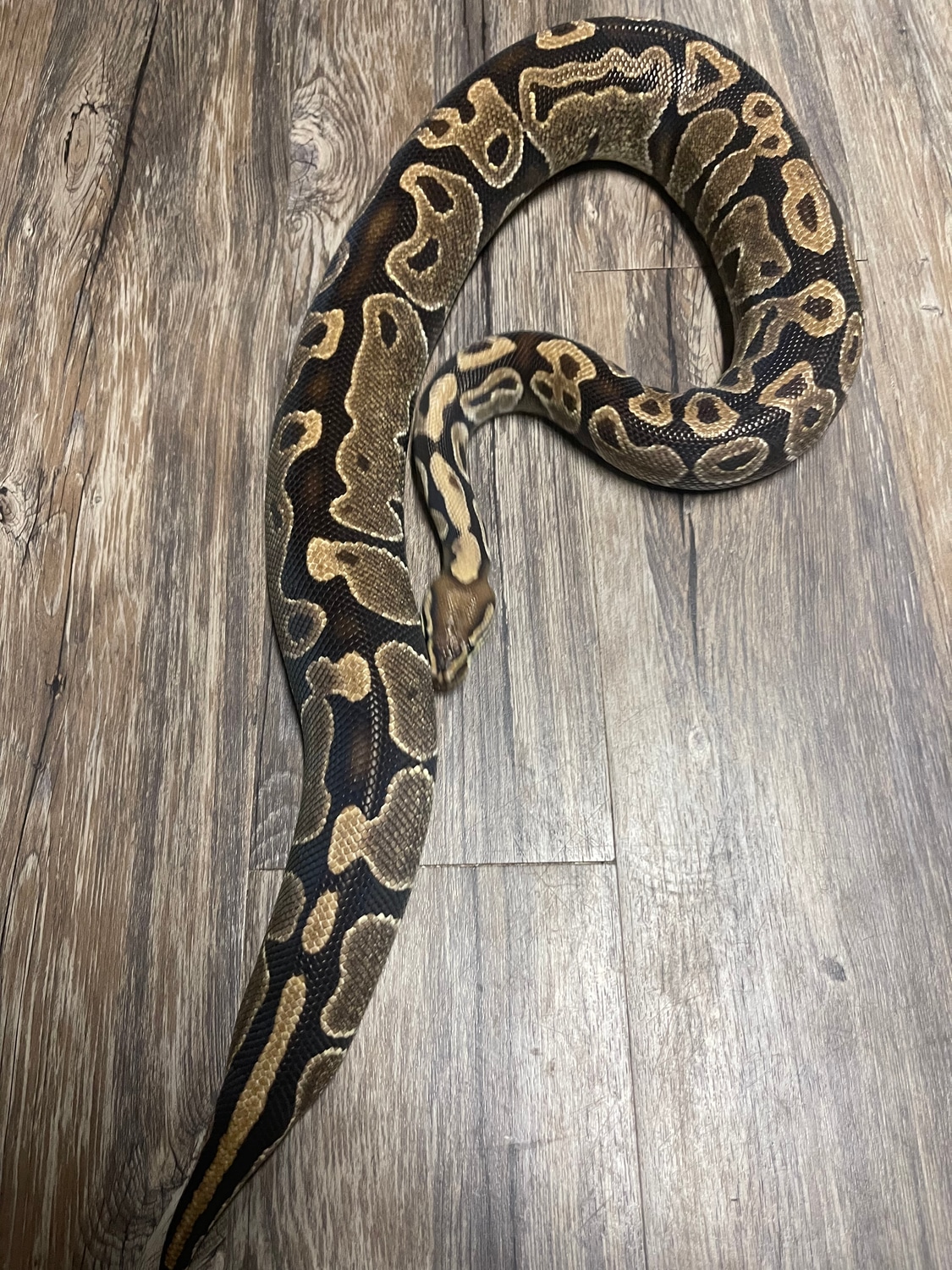 AFRICAN IMPORT Dinker RTB Ball Python by JBRoyals - MorphMarket