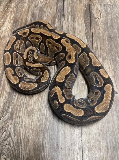 Sable Proven Breeder Ball Python by JBRoyals