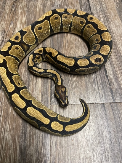 SABLE Ball Python by JBRoyals