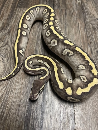 Purple Passion Het Clown Ball Python by JBRoyals