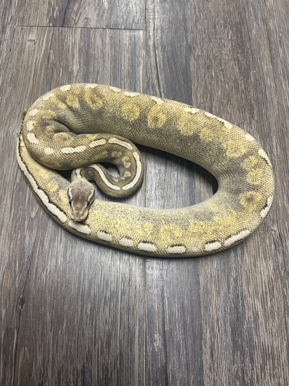 PEWTER GHI RUSSO 725 Grams Ball Python by JBRoyals