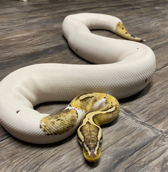 Pastel Vanilla Pied Ball Python by JBRoyals