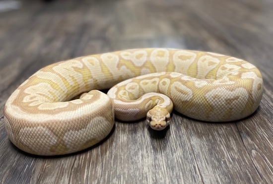 Coralglow Fire Special Ball Python by JBRoyals