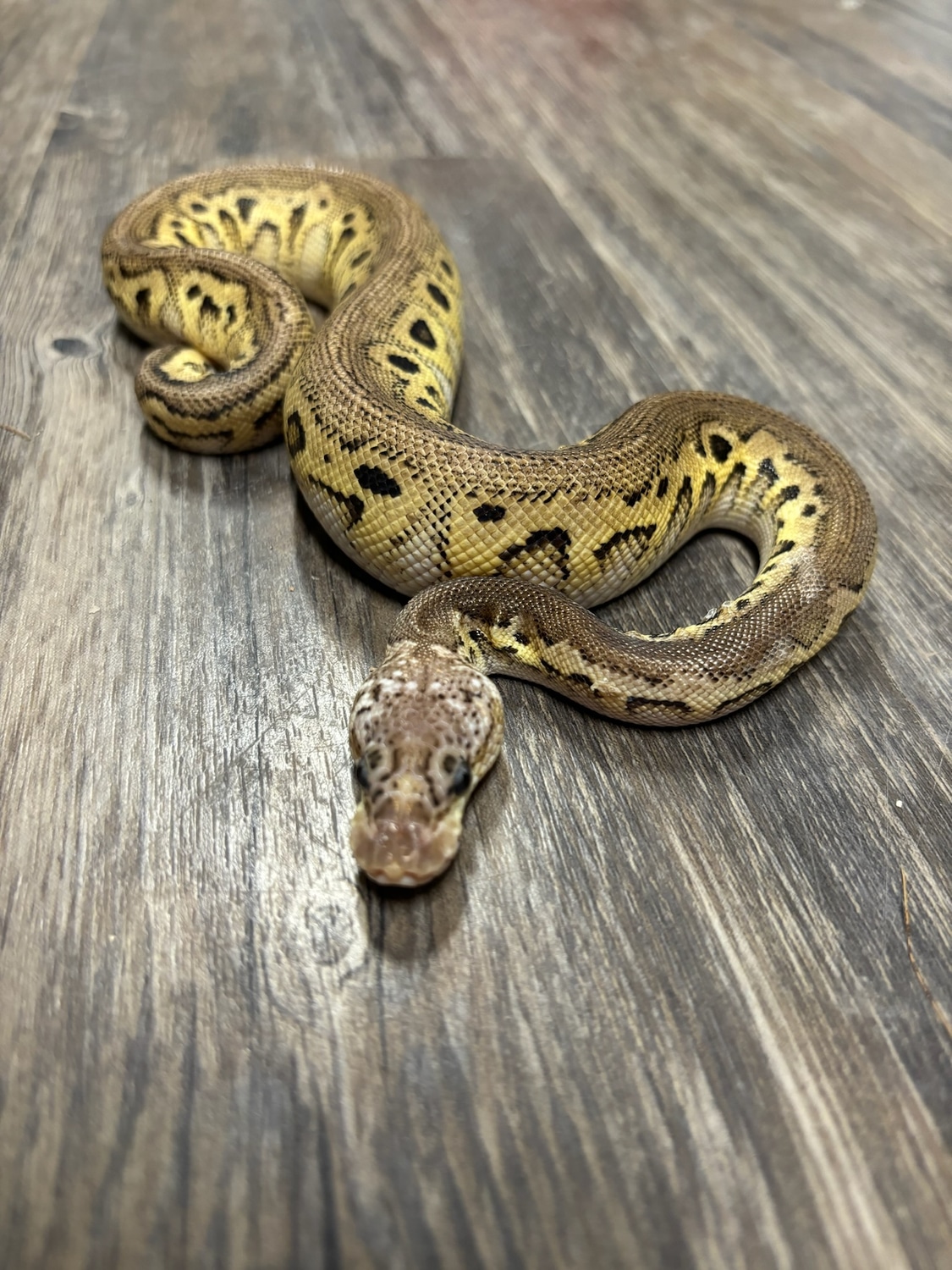Black Pewter Clown Ball Python by JBRoyals - MorphMarket