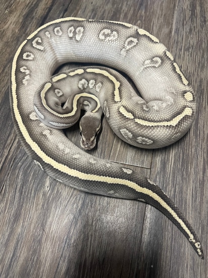 PURPLE PASSION Het Clown Ball Python by JBRoyals