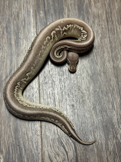 Black Pewter Mojave Leopard H-clown Ball Python by JBRoyals