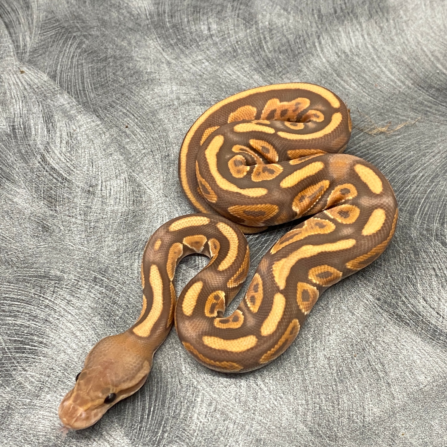 Cinnamon Ultramel Ball Python by Morph Mixology Reptiles - MorphMarket