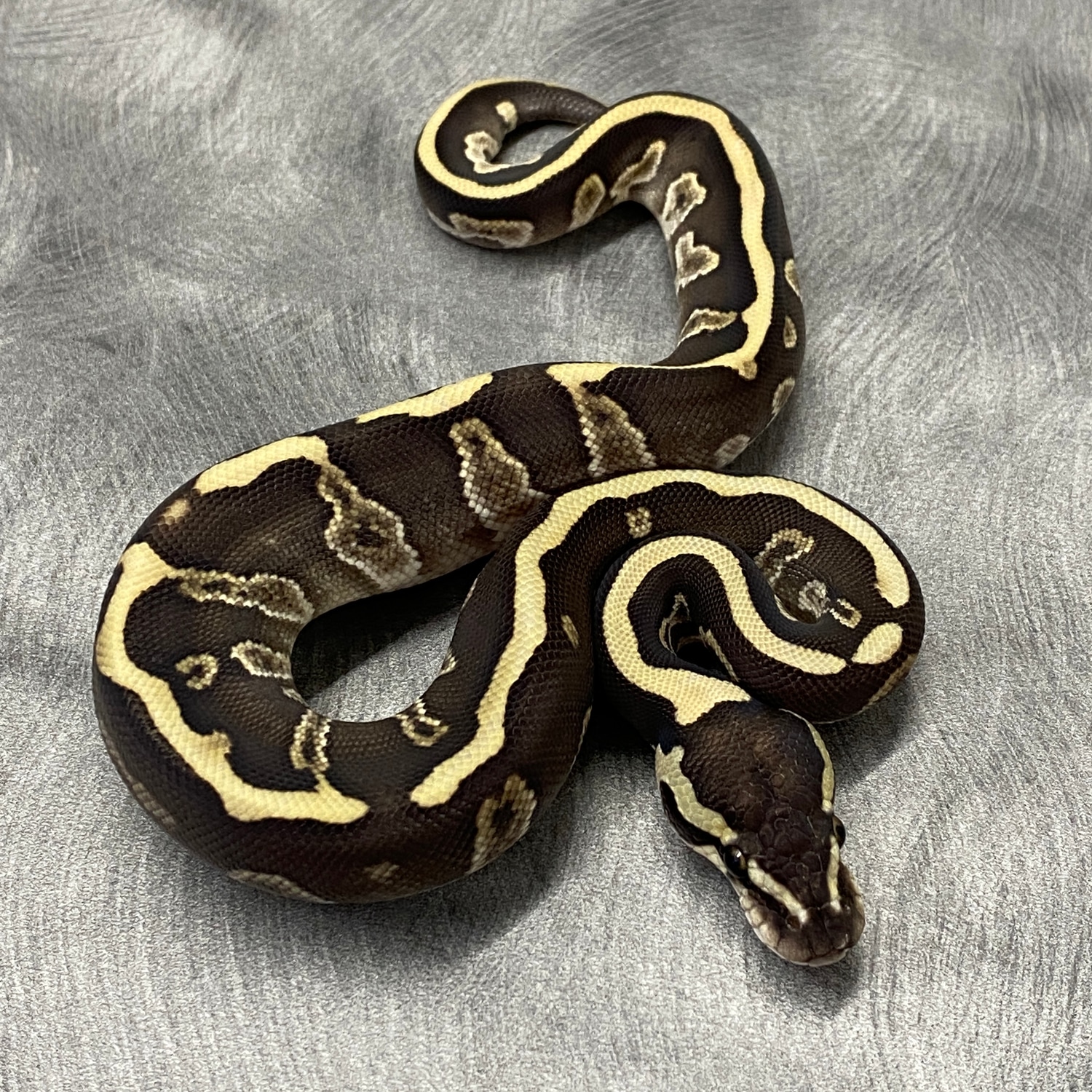 GHI Butter Leopard Ball Python by Morph Mixology Reptiles - MorphMarket