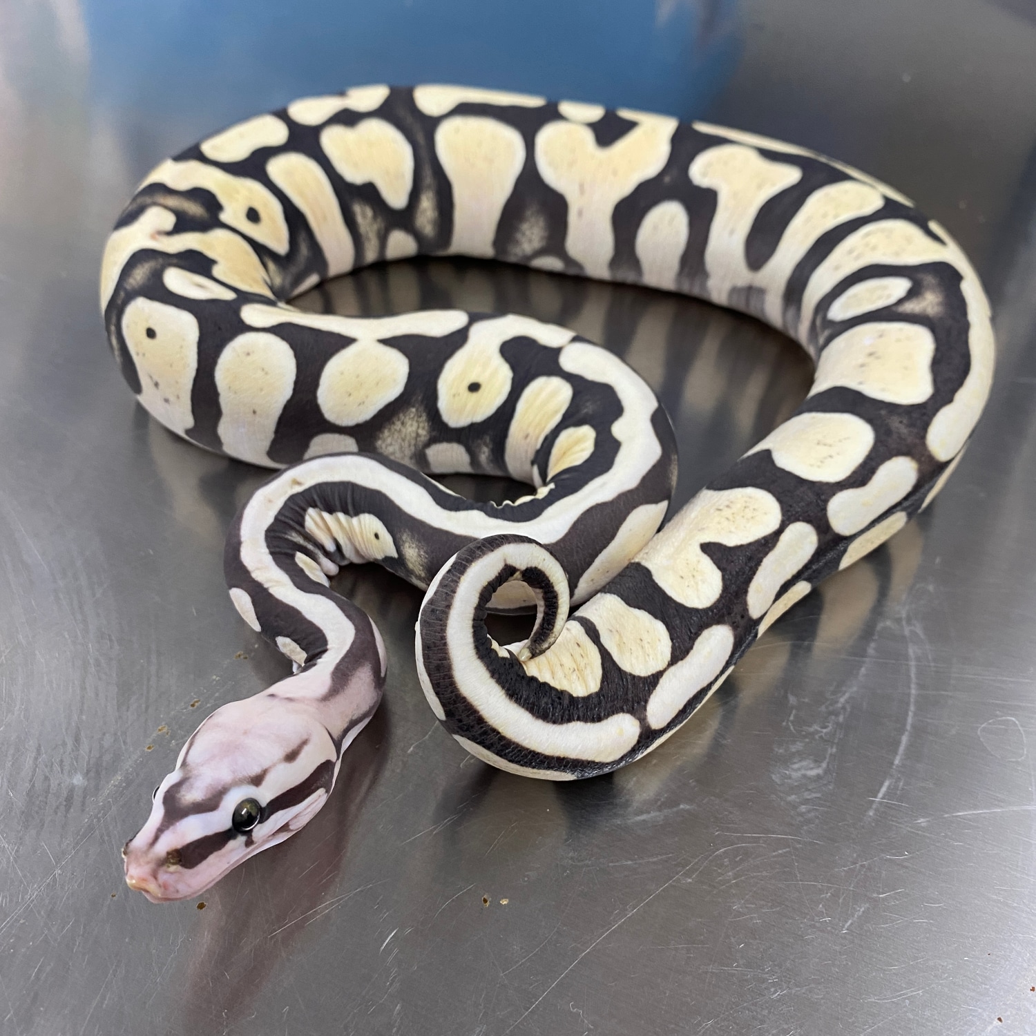 Pastel Scaleless Poss Enchi Ball Python by Morph Mixology Reptiles ...