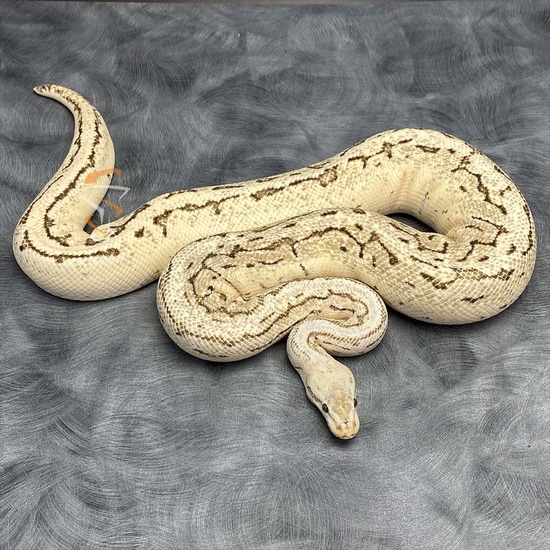 *PROVEN* Dragonfly Ball Python by Morph Mixology Reptiles