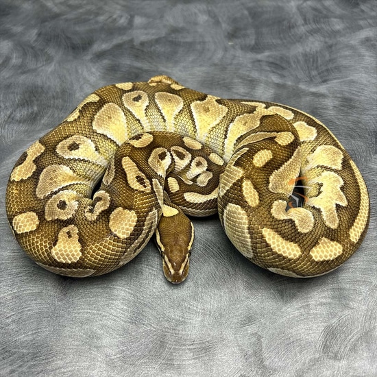 Butter 66% Het Sunset *PROVEN* Ball Python by Morph Mixology Reptiles