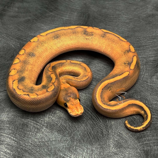 Mimosa Ball Python by Morph Mixology Reptiles