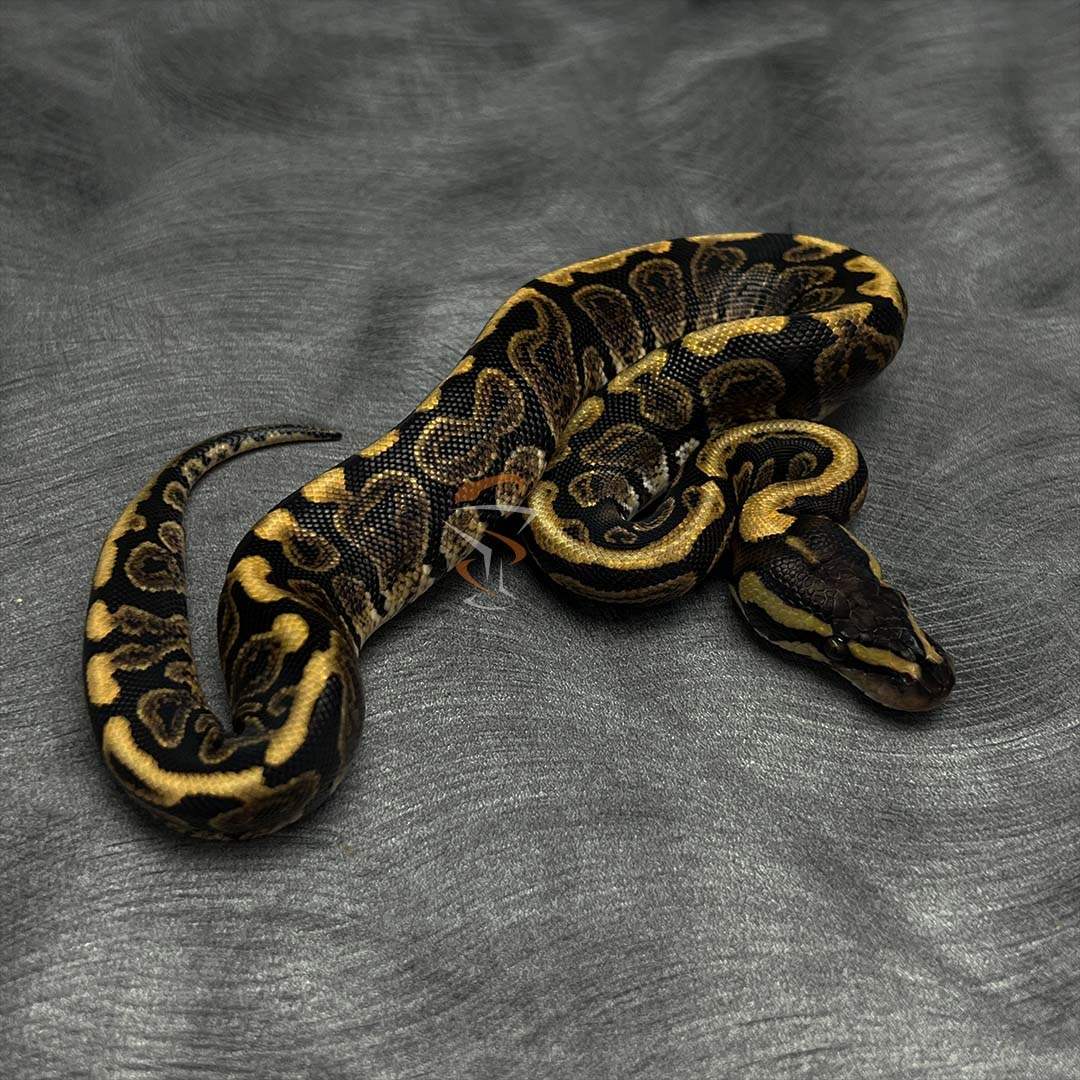 GHI Spotnose Ball Python by Morph Mixology Reptiles - MorphMarket