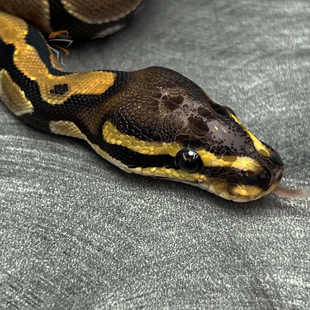 Scaleless Head Het Ultramel Ball Python by Morph Mixology Reptiles ...