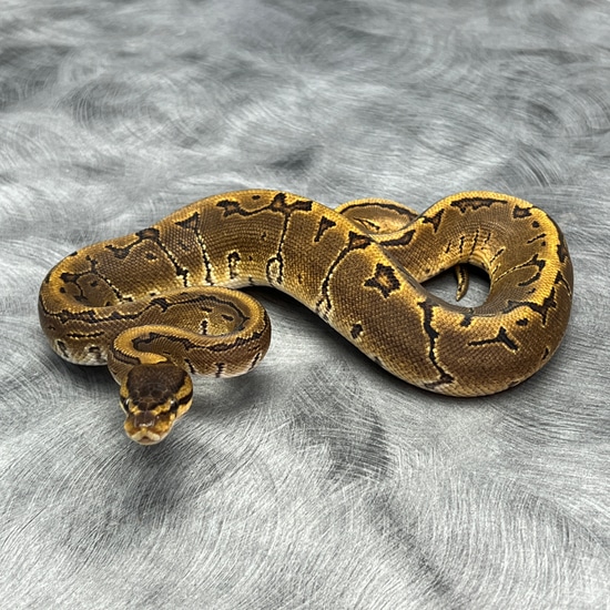 Pinstripe Poss Het Sunset Ball Python by Morph Mixology Reptiles