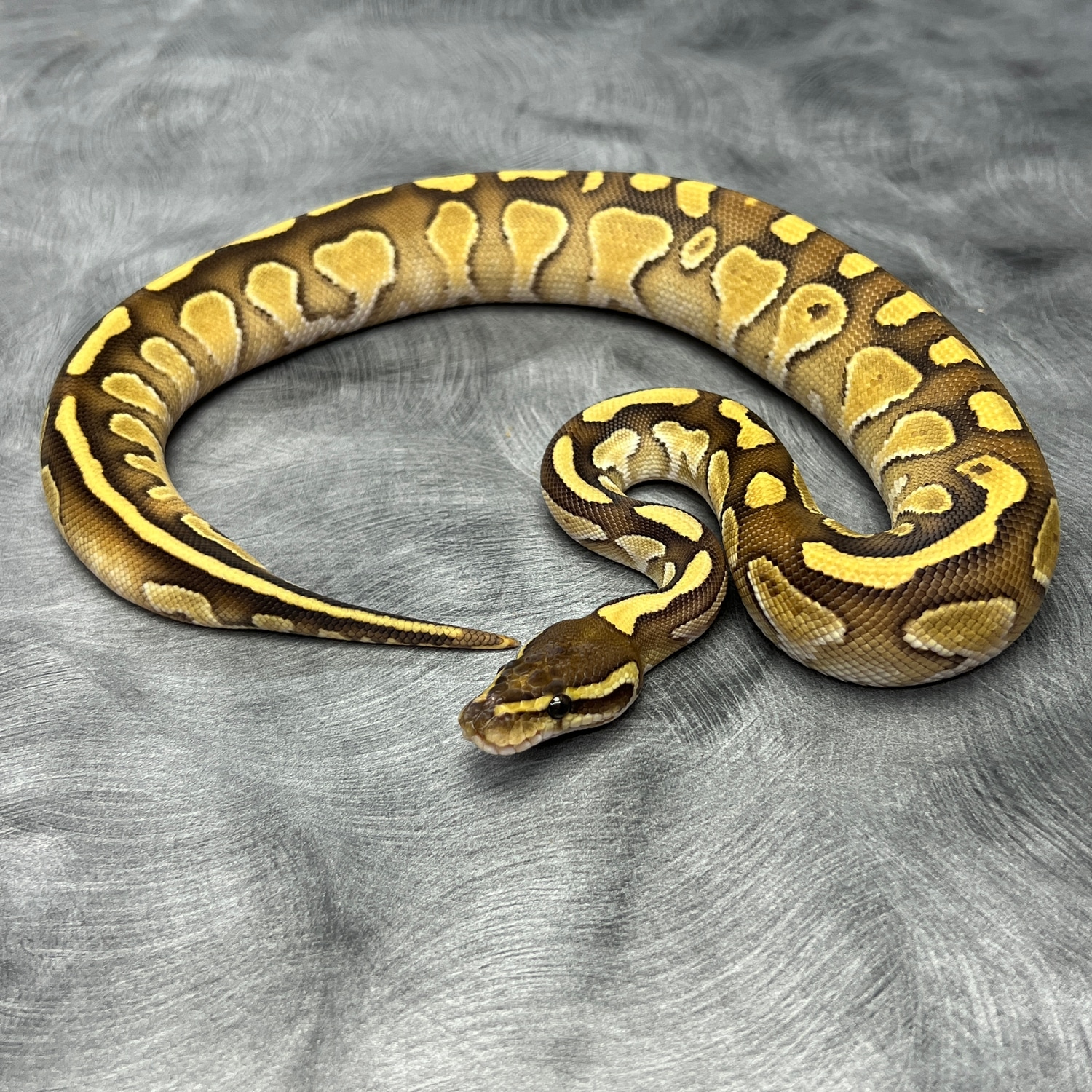 Butter Poss Het Sunset Ball Python by Morph Mixology Reptiles - MorphMarket