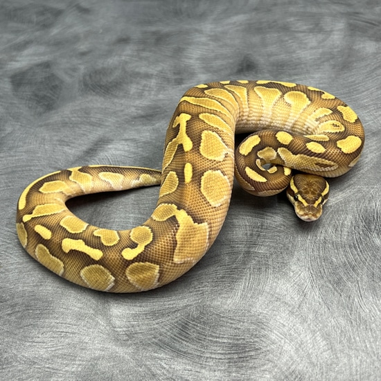 Butter Poss Het Sunset Ball Python by Morph Mixology Reptiles
