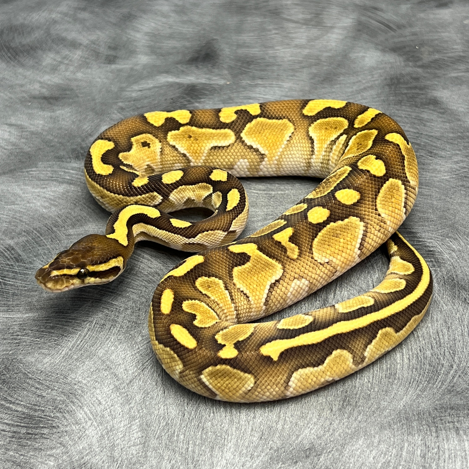 Butter Poss Het Sunset Ball Python by Morph Mixology Reptiles - MorphMarket