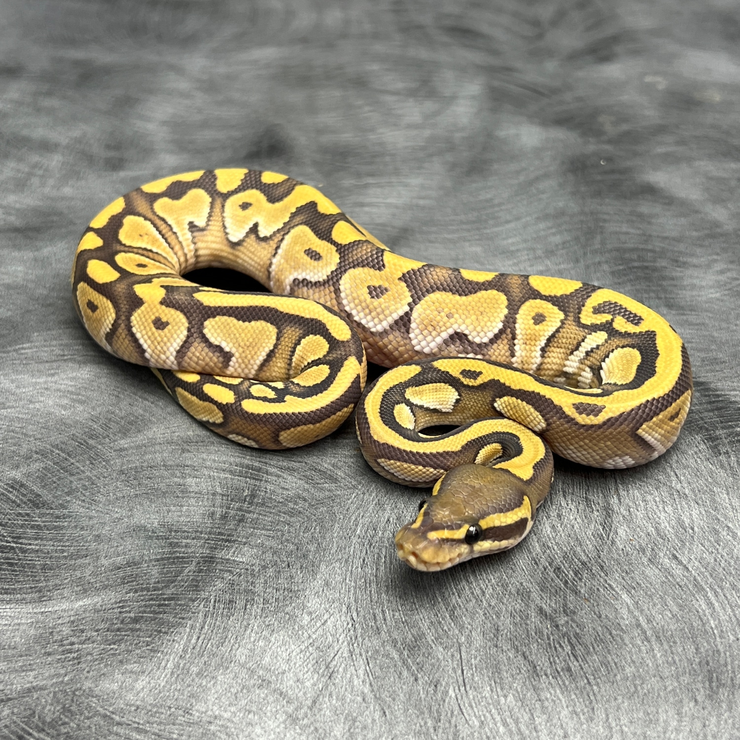 Hypo Mojave Poss YB Ball Python by Morph Mixology Reptiles - MorphMarket