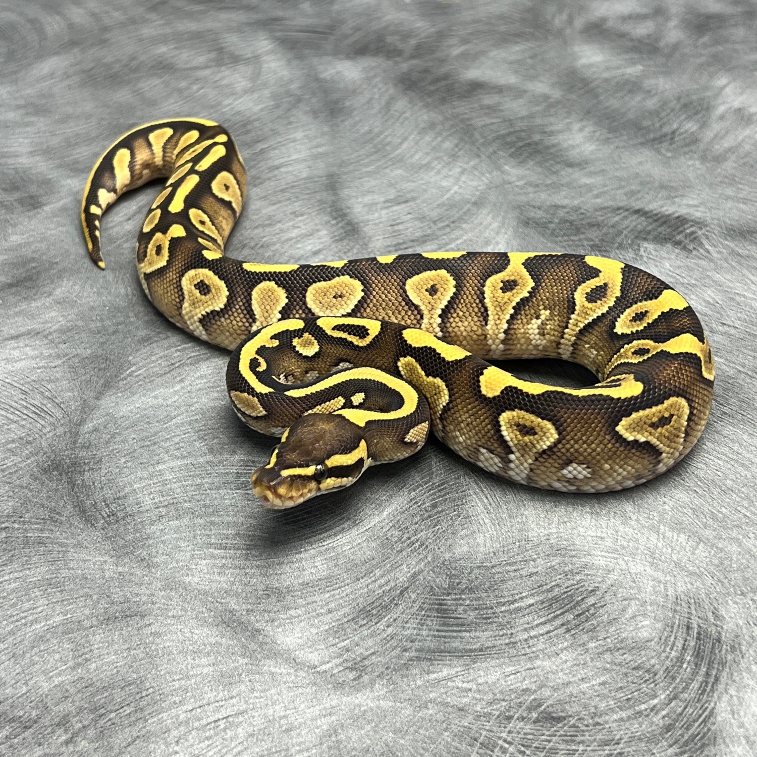 Mojave YB Het Hypo Ball Python by Morph Mixology Reptiles - MorphMarket
