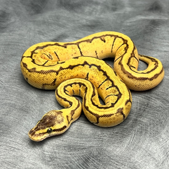 Enchi Lemonblast Het Ultramel Ball Python by Morph Mixology Reptiles
