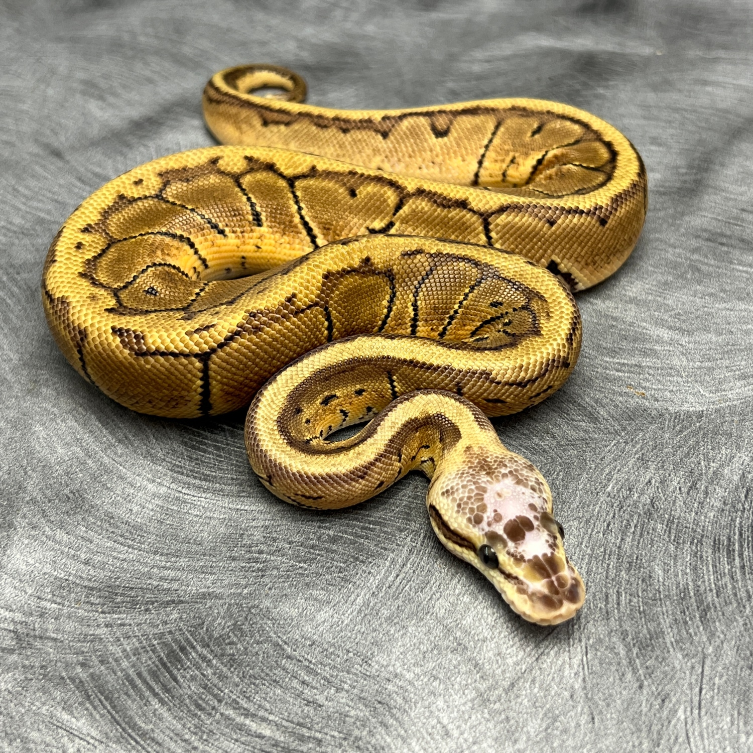 Lemonblast Scaleless Head Het Ultramel Ball Python by Morph Mixology ...