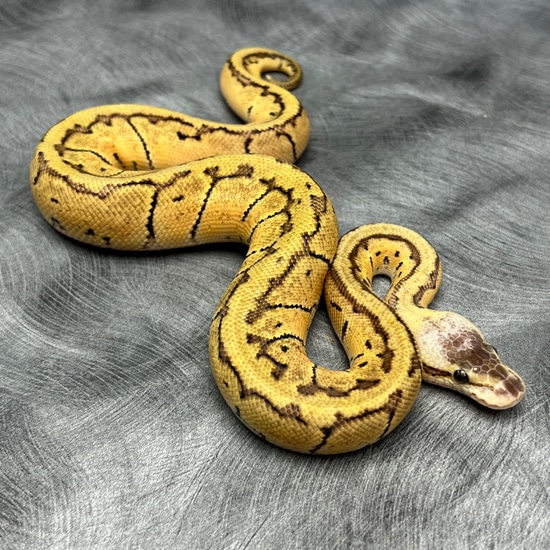 Lemonblast Het Ultramel Ball Python by Morph Mixology Reptiles