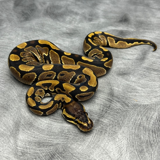 Het Ultramel Ball Python by Morph Mixology Reptiles