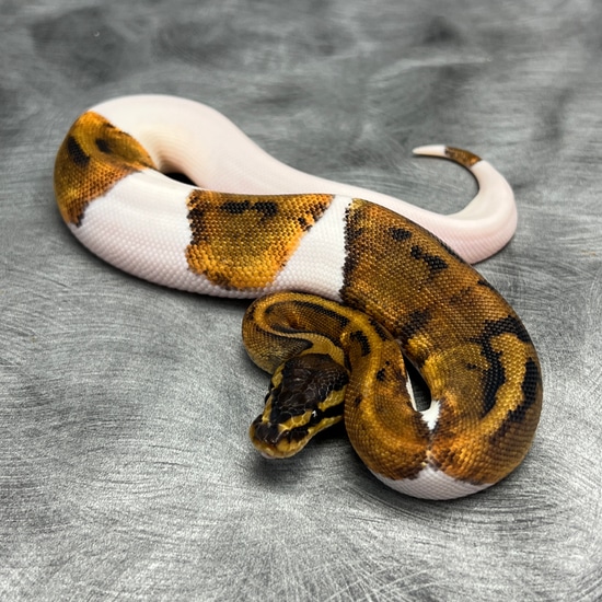 Mahogany Pied Ball Python by Morph Mixology Reptiles