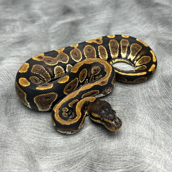 Poss Het Pied Poss Mahogany Ball Python by Morph Mixology Reptiles