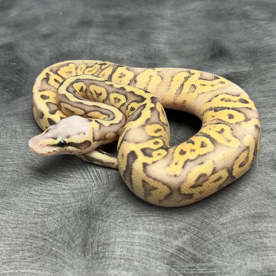 Superfly Hypo Ball Python by Morph Mixology Reptiles