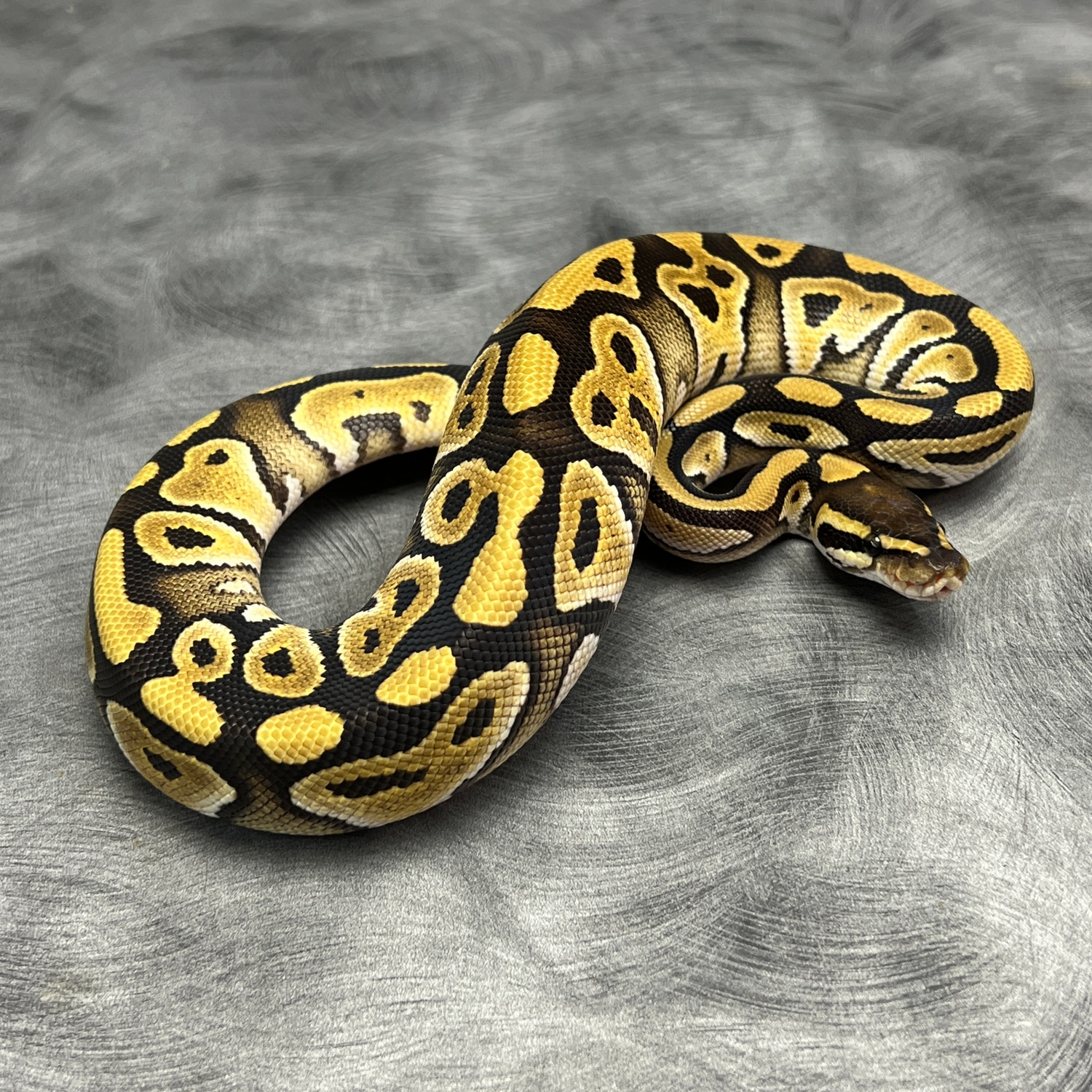 Mojave Het Clown Ball Python by Morph Mixology Reptiles - MorphMarket