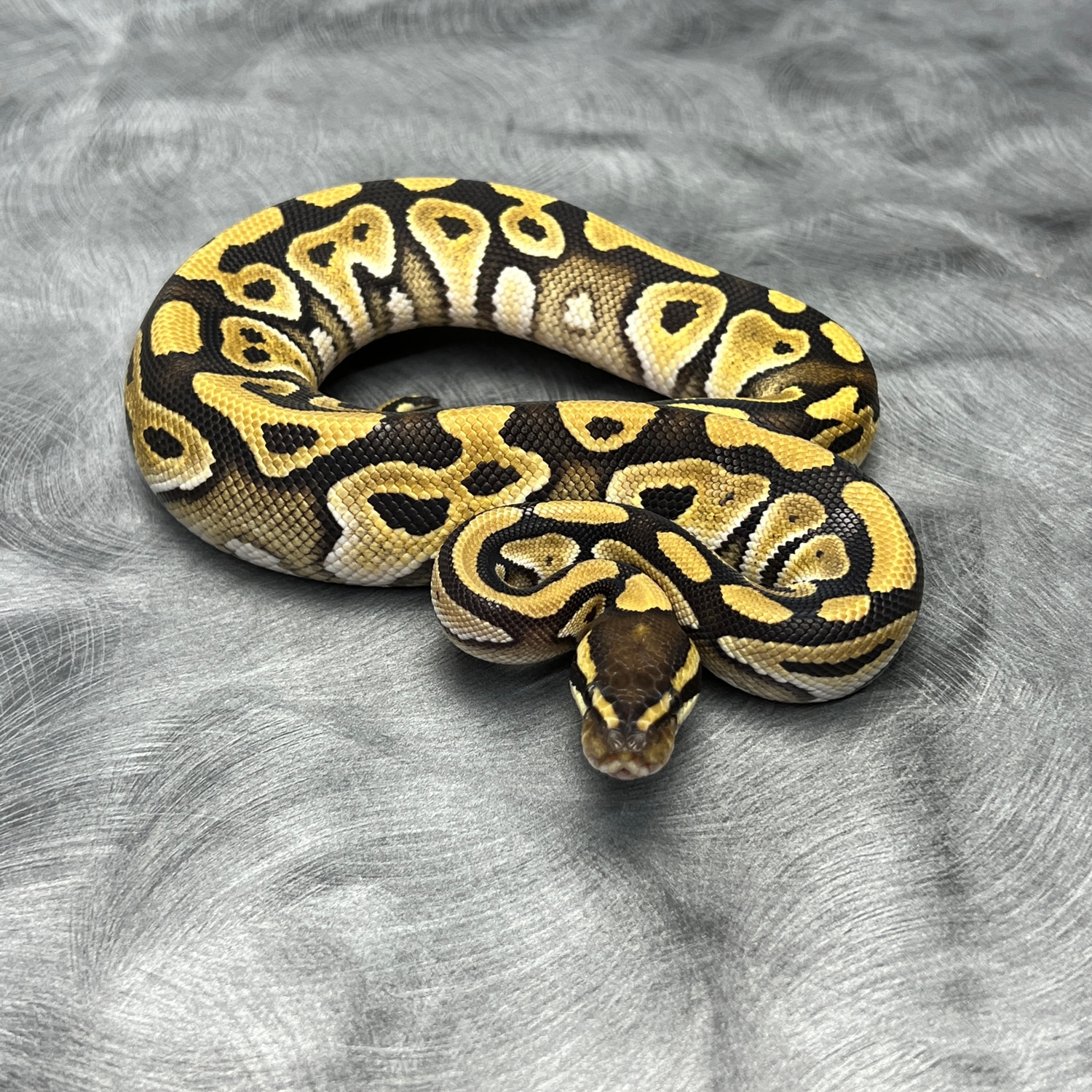 Mojave Het Clown Ball Python by Morph Mixology Reptiles - MorphMarket