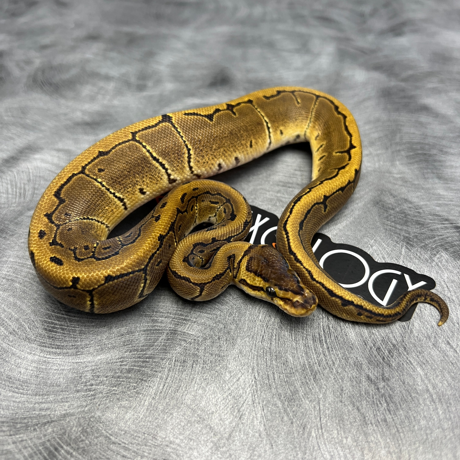 Pinstripe Prob Enchi Poss Calico Het Dreamsicle Ball Python by Morph ...