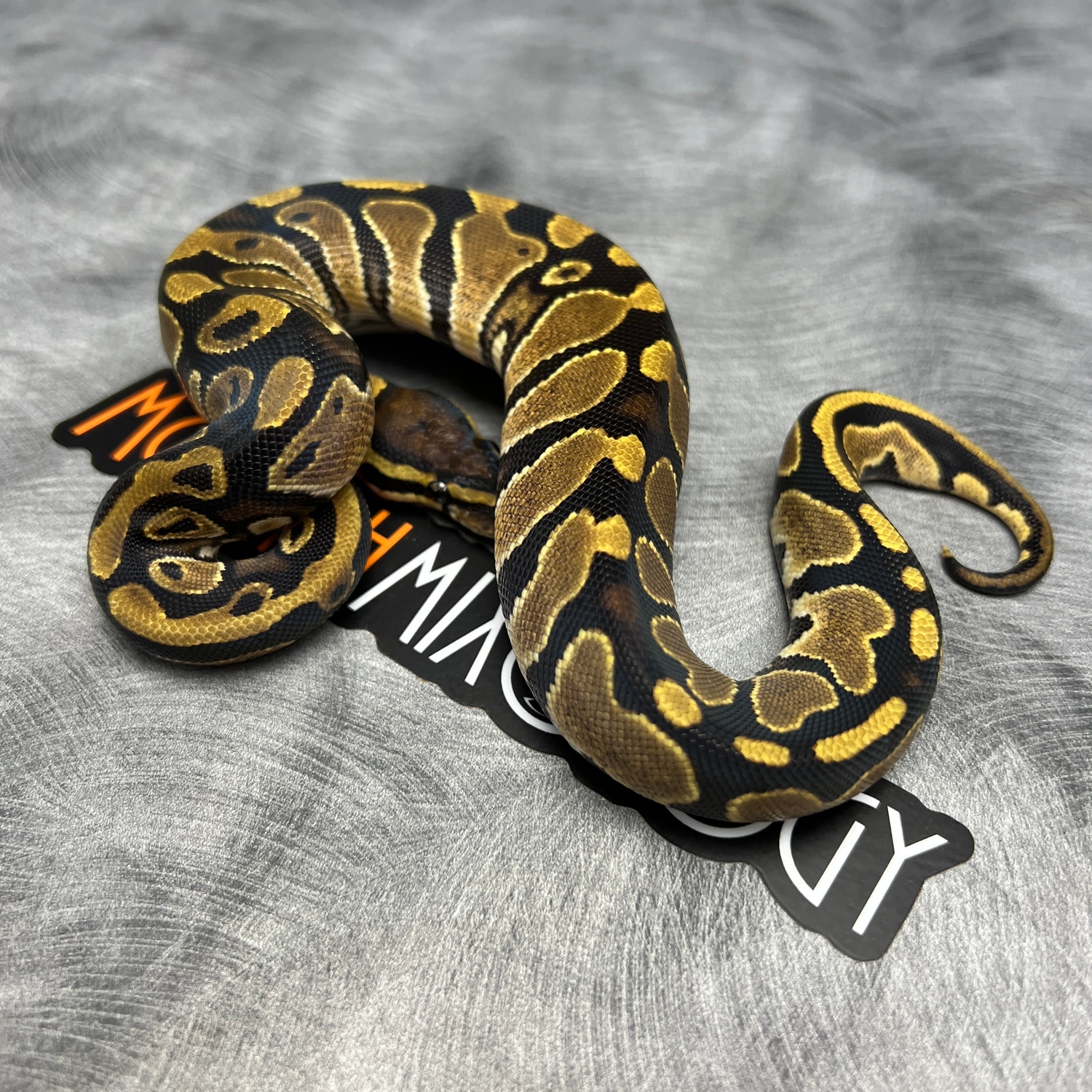 Het Dreamsicle Ball Python by Morph Mixology Reptiles - MorphMarket