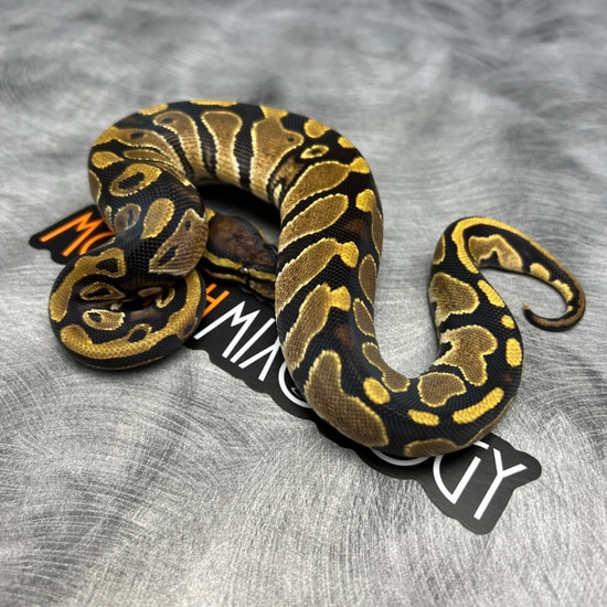 Het Dreamsicle Ball Python by Morph Mixology Reptiles