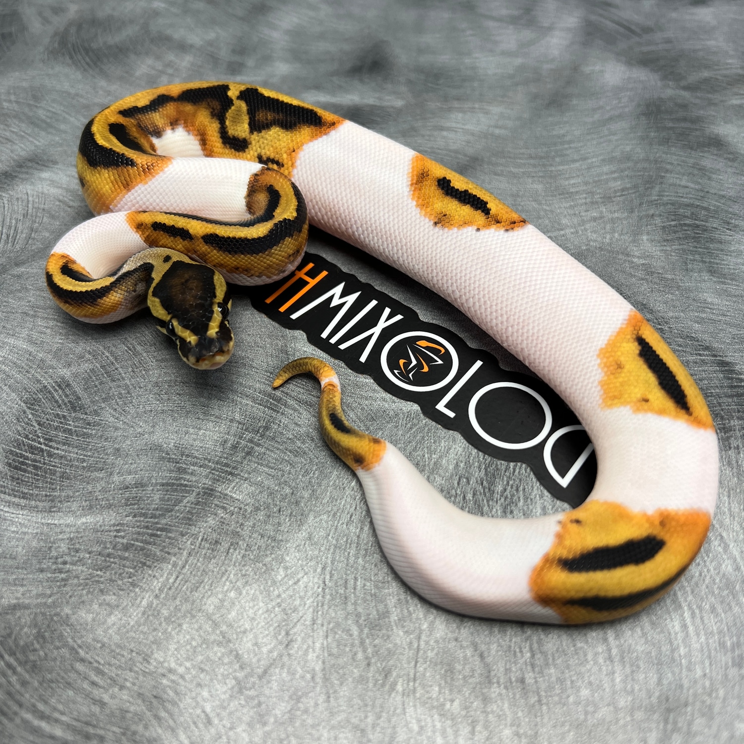 Pied Het Lavender Ball Python by Morph Mixology Reptiles - MorphMarket